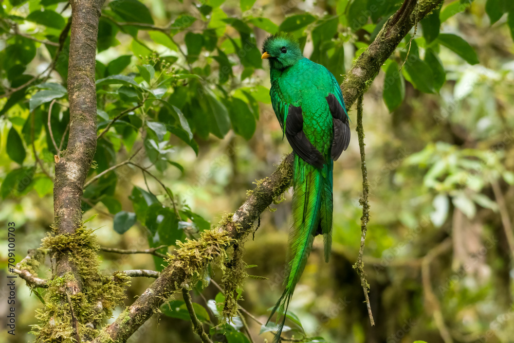 The Resplendent quetzal (Pharomachrus mocinno) in Monteverde Cloud ...