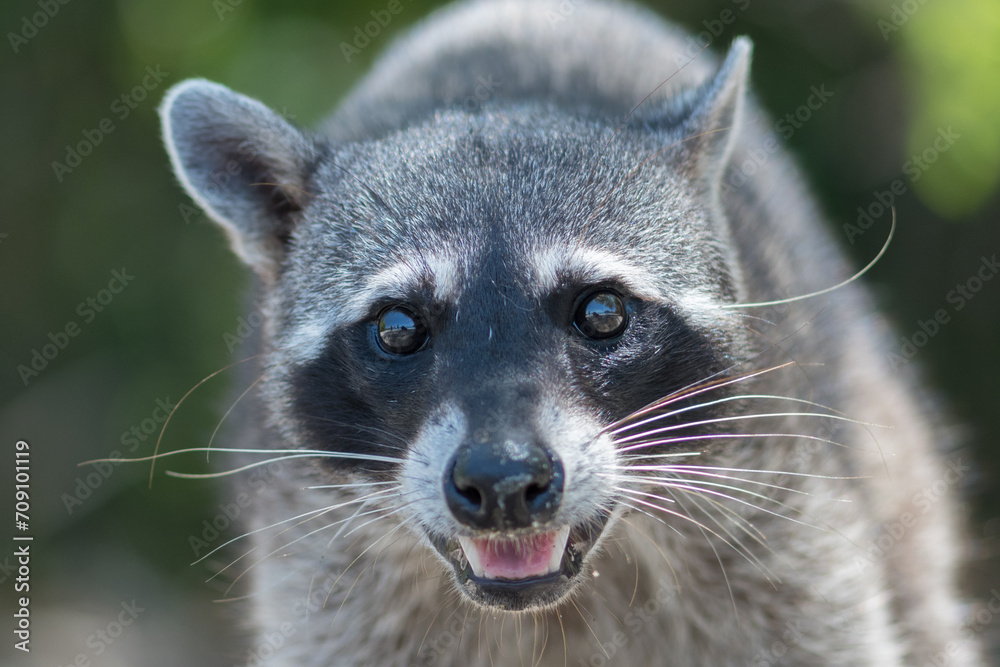 A Raccoon (Procyon lotor) on the beach of Manuel Antonio National Park ...