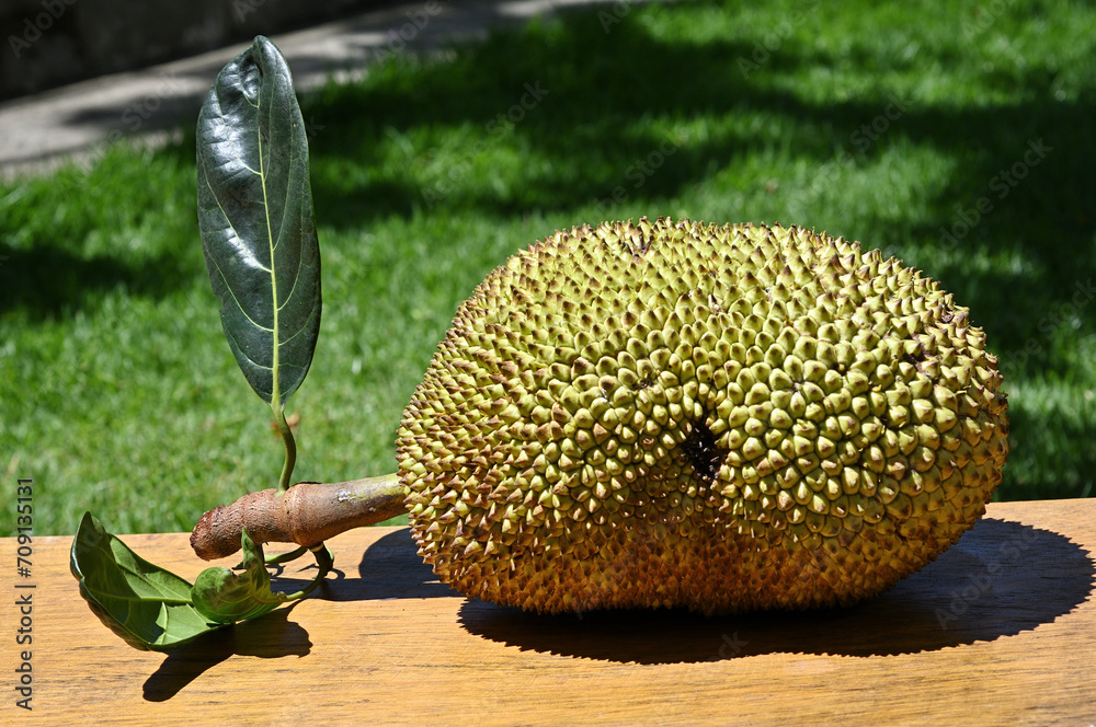 Jakfruit (In Brazil the name is Jaca) tecnical neme:(Artocarpus ...