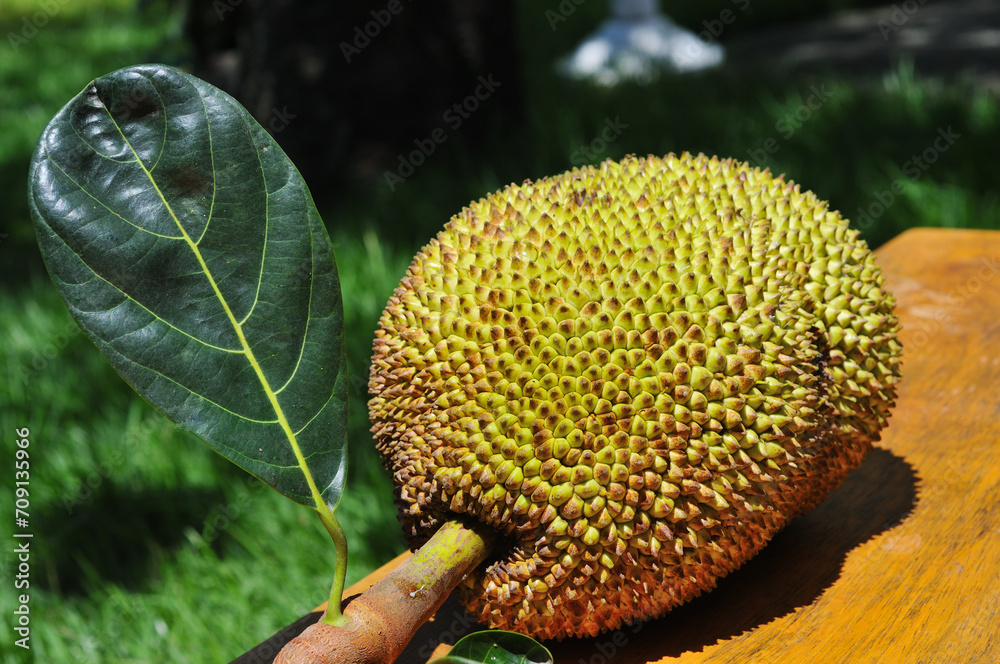 Jakfruit (In Brazil the name is Jaca) tecnical neme:(Artocarpus ...