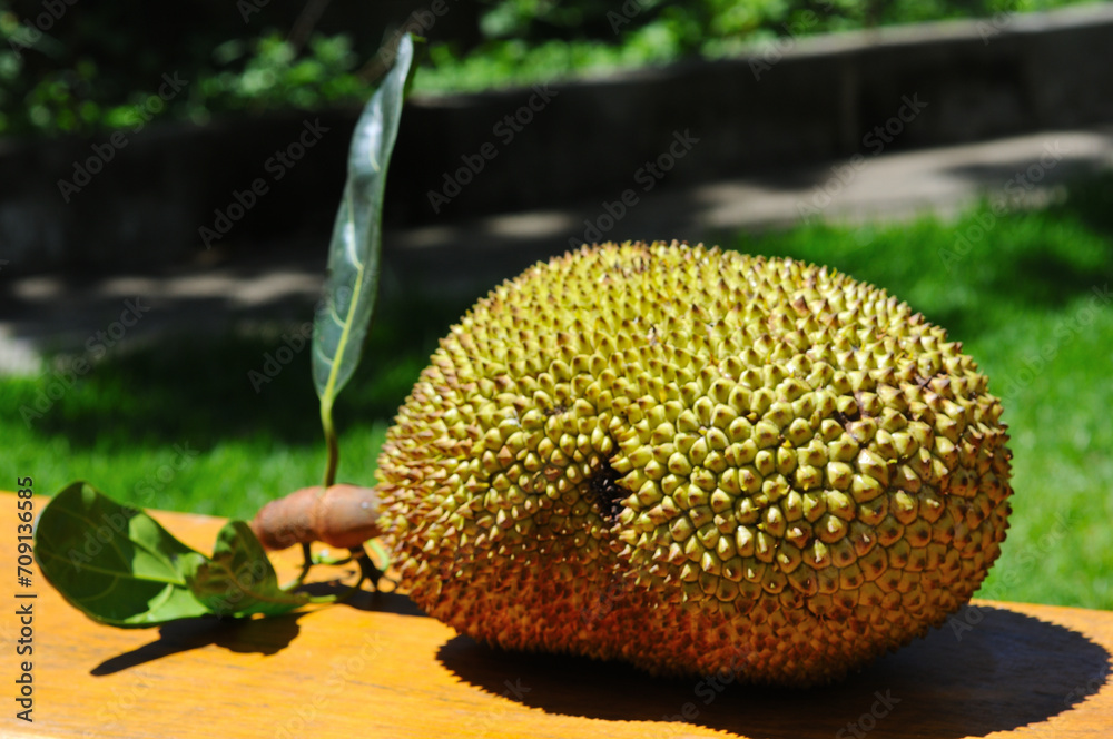 Jakfruit (In Brazil the name is Jaca) tecnical neme:(Artocarpus ...