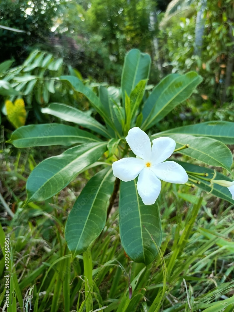 Cerbera odollam is a tree species in the family Apocynaceae commonly ...