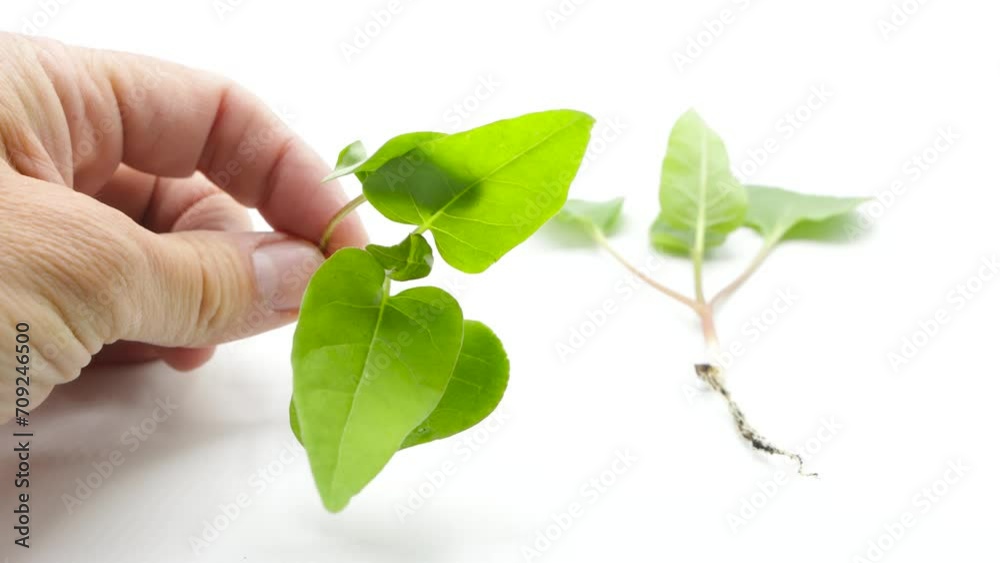 Sprouted cuttings of the Mirabilis jalapa, the marvel of Peru, Don ...