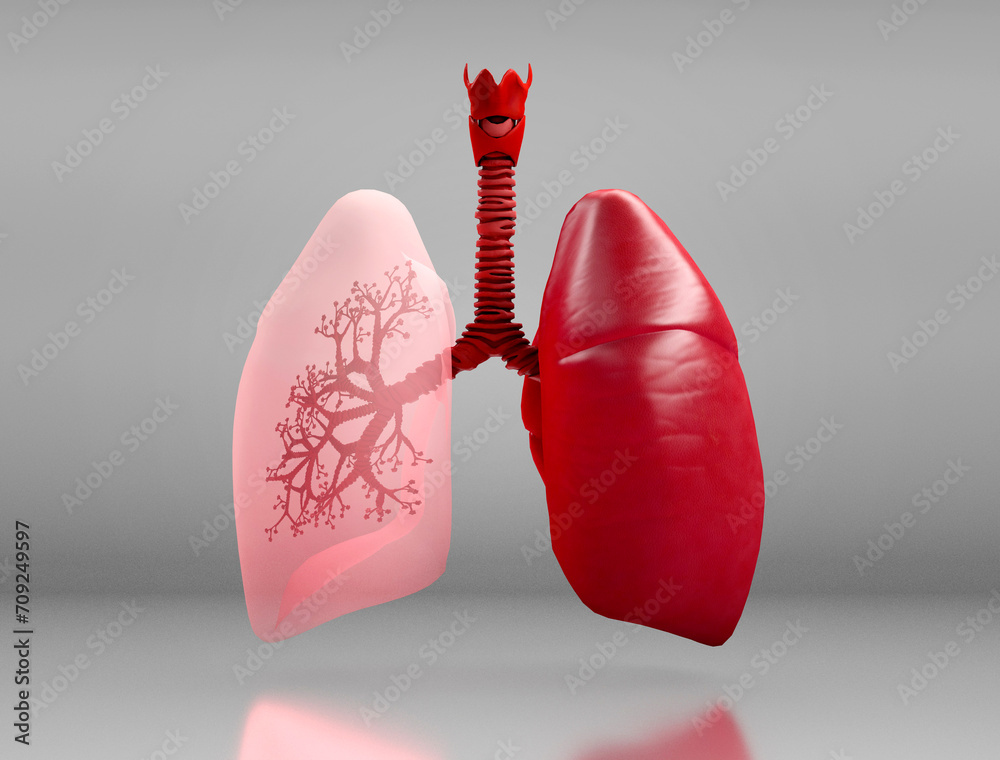 Human lungs 3d illustration. Front view in detail. Right and left lung ...