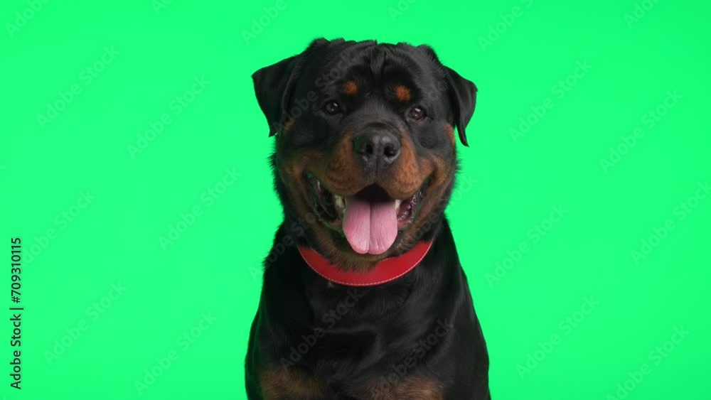 Vidéo Stock curious rottweiler adult dog with red collar sticking out ...