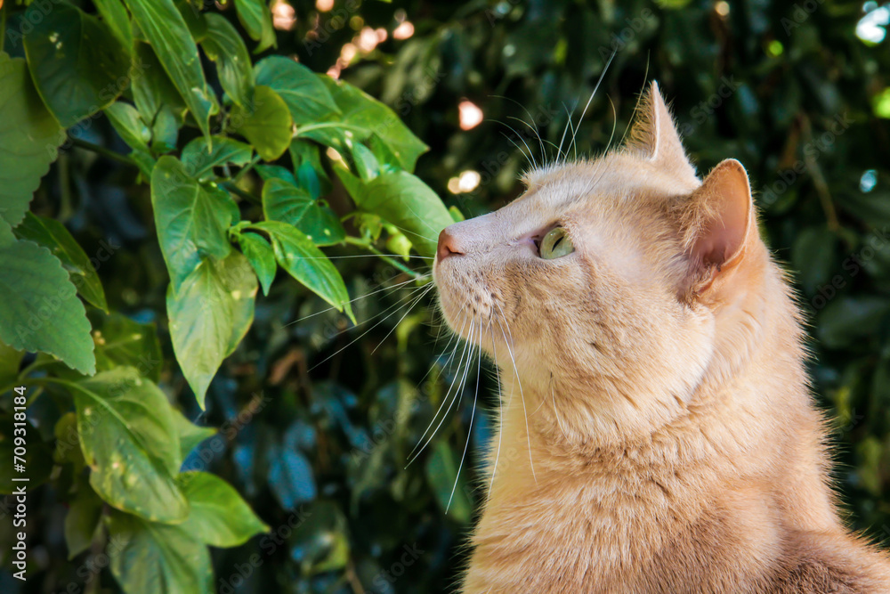 Brazilian shorthair cat, the only Brazilian breed recognized by the WCF ...