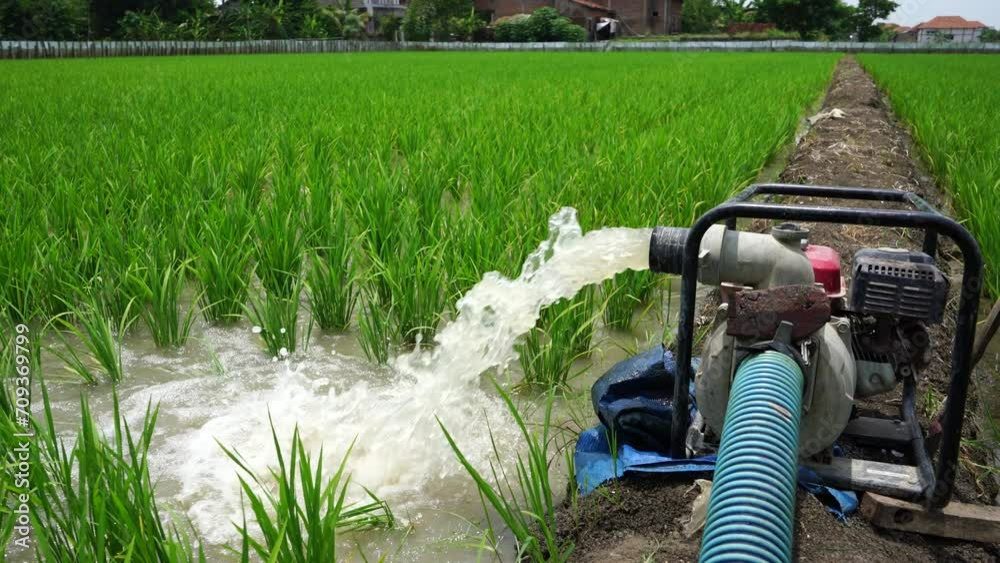 Irrigation of rice fields using pump wells with the technique of ...