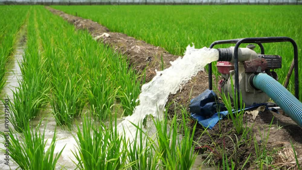 Irrigation of rice fields using pump wells with the technique of ...