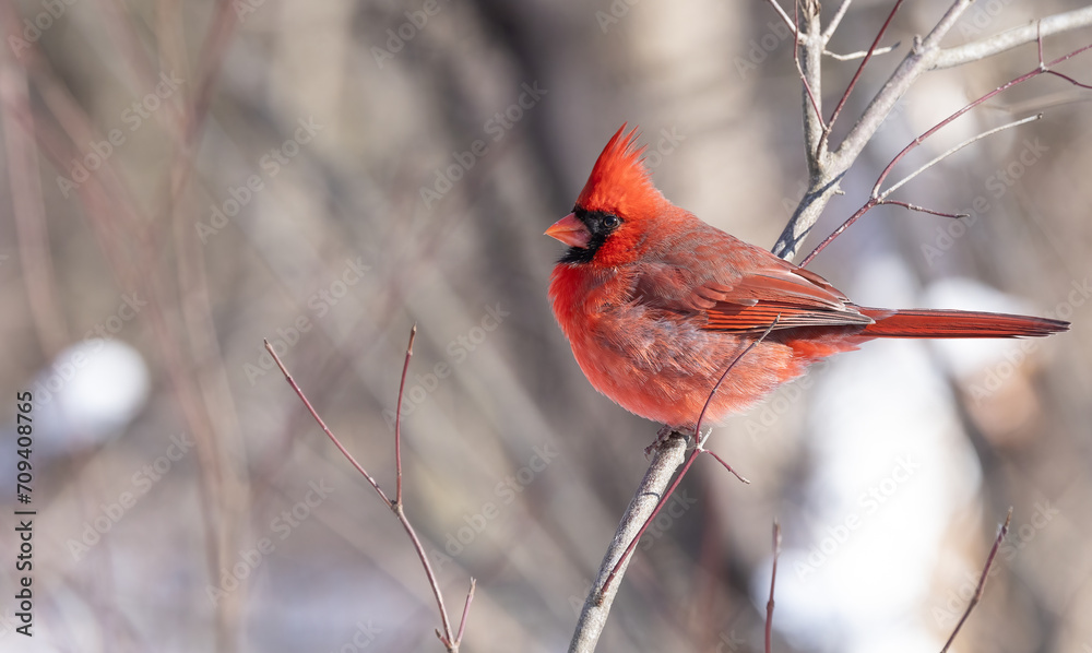 Red Bird, The Spiritual Presence of a Red Northern Cardinal (Cardinalis ...