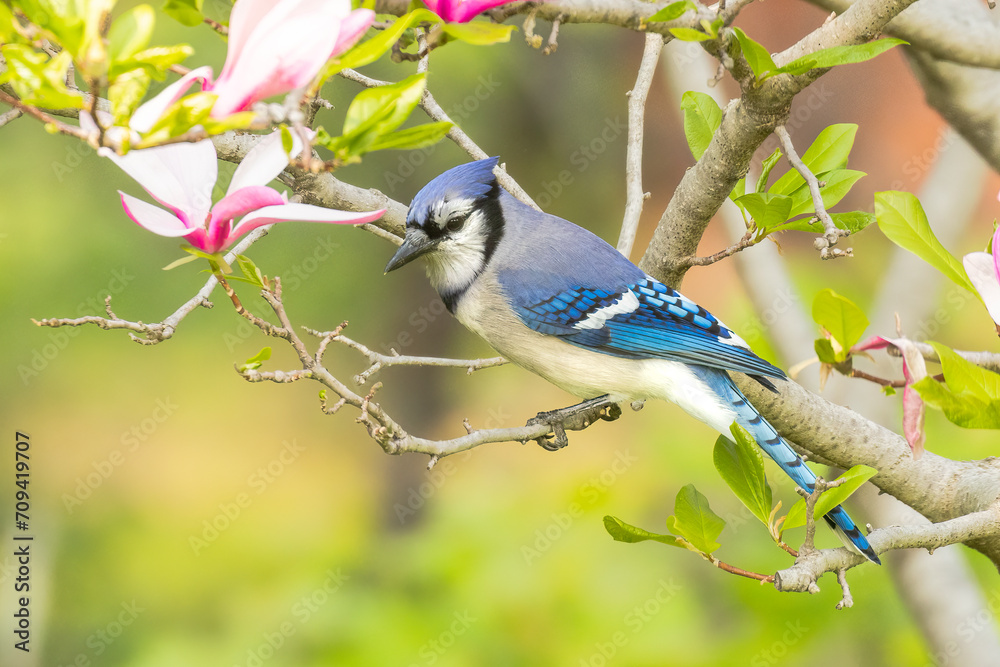 Blue Steel Magnolia. The colorful Corvid, Blue Jay (Cyanocitta cristata ...