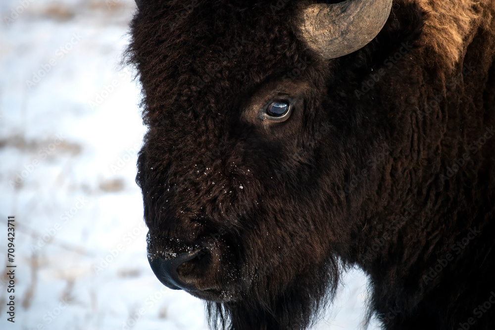 Foto de American Bison (Bison bison) in North America Teton National ...