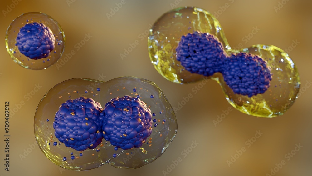 3d rendering of division of stem cells, which are unspecialized cells ...