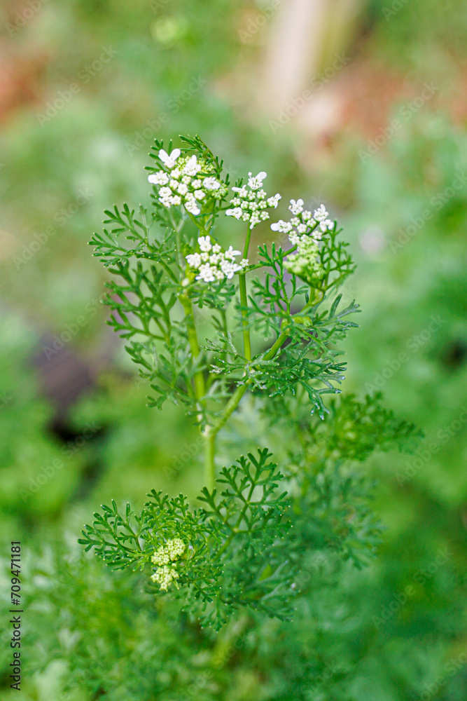 Coriander flowers on plants in the garden. Coriander flowers are very ...