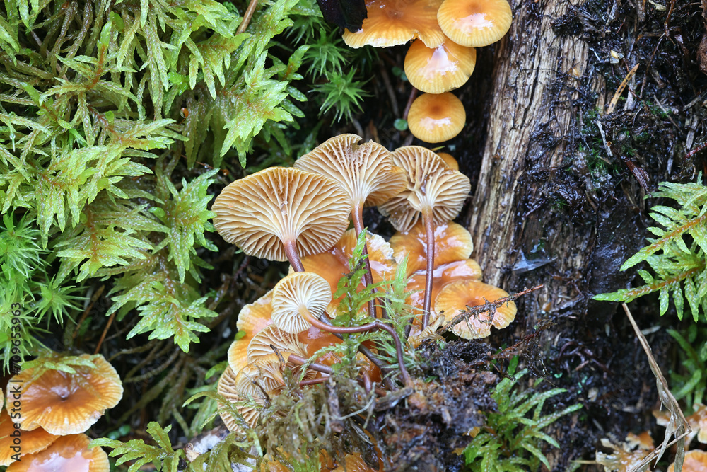 Pinewood gingertail, Xeromphalina campanella, known as golden trumpet ...