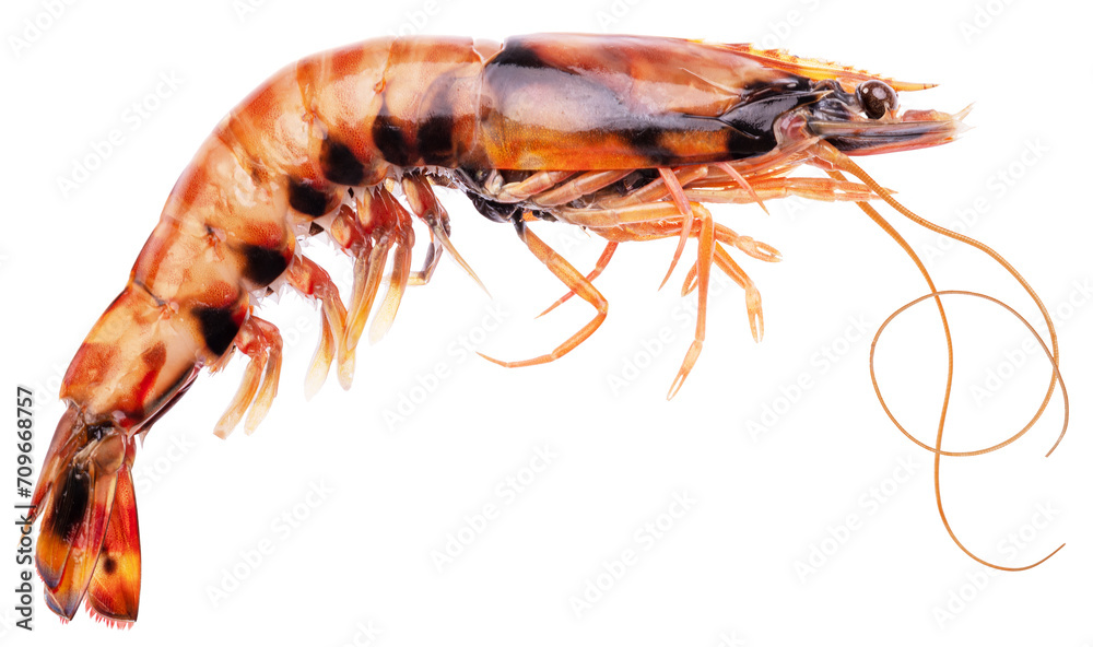 Fresh striped prawn or tiger shrimp isolated on white background ...