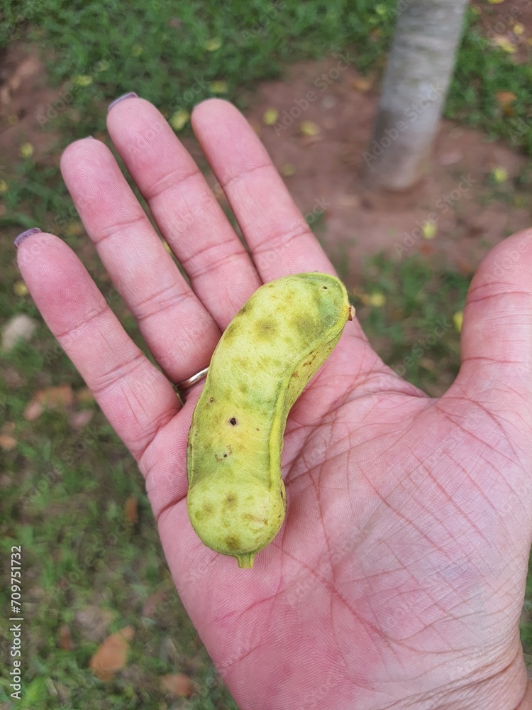 Inga pod in a woman's hand.It is a genus of flowering plants in the ...