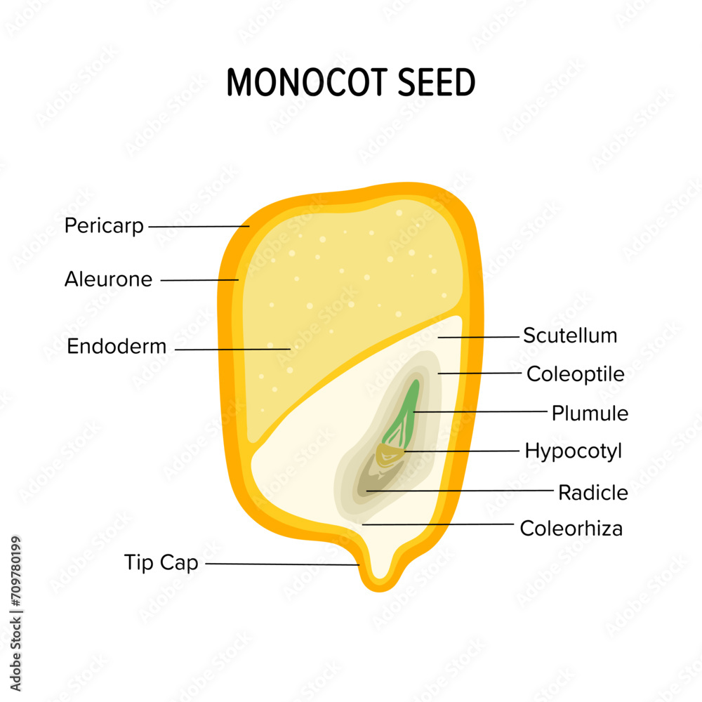 monocot seed anatomy for children education Stock Vector | Adobe Stock