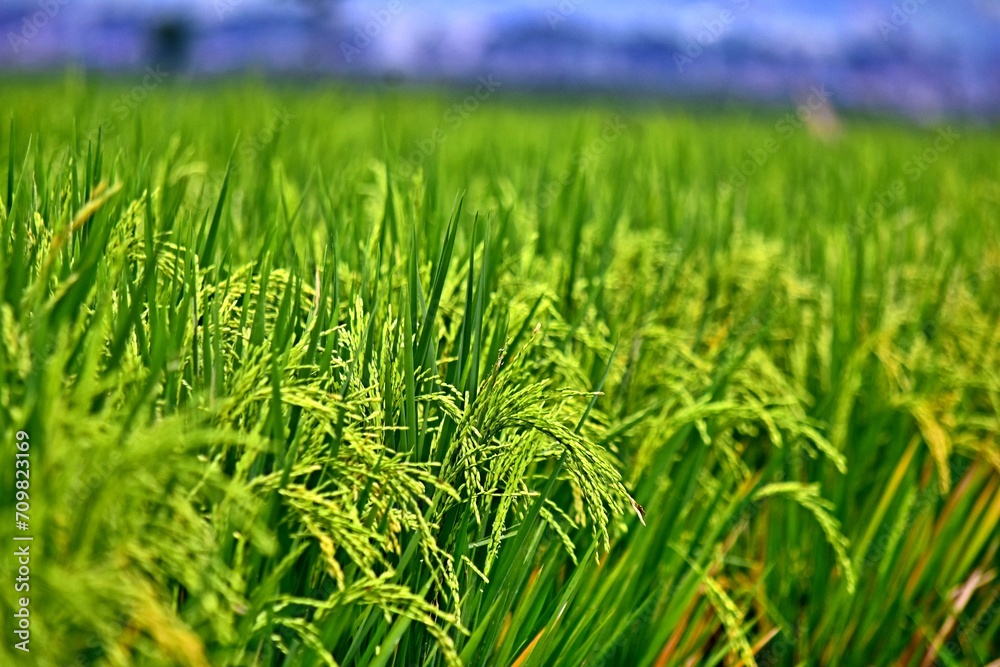 Rice grows abundantly in the Rawa Pening Ambarawa lake area Photos ...