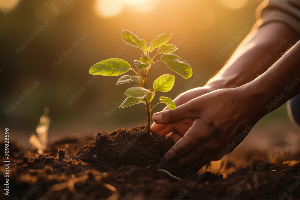 Nurturing Growth: Hands Tending to a Young Sapling in Sunlit Soil — A ...