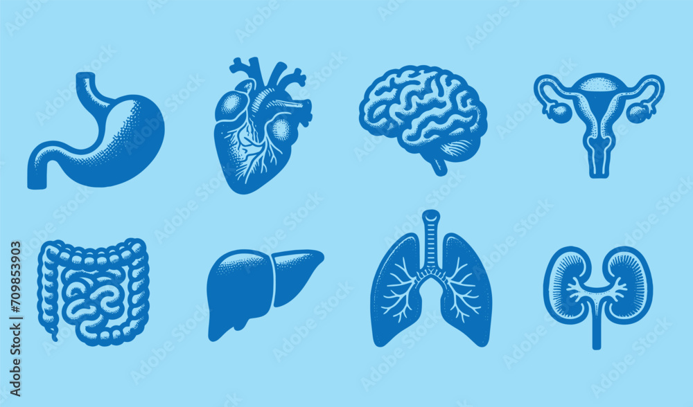 Anatomy of organs and systems set: Stomach, heart, brain, lungs ...