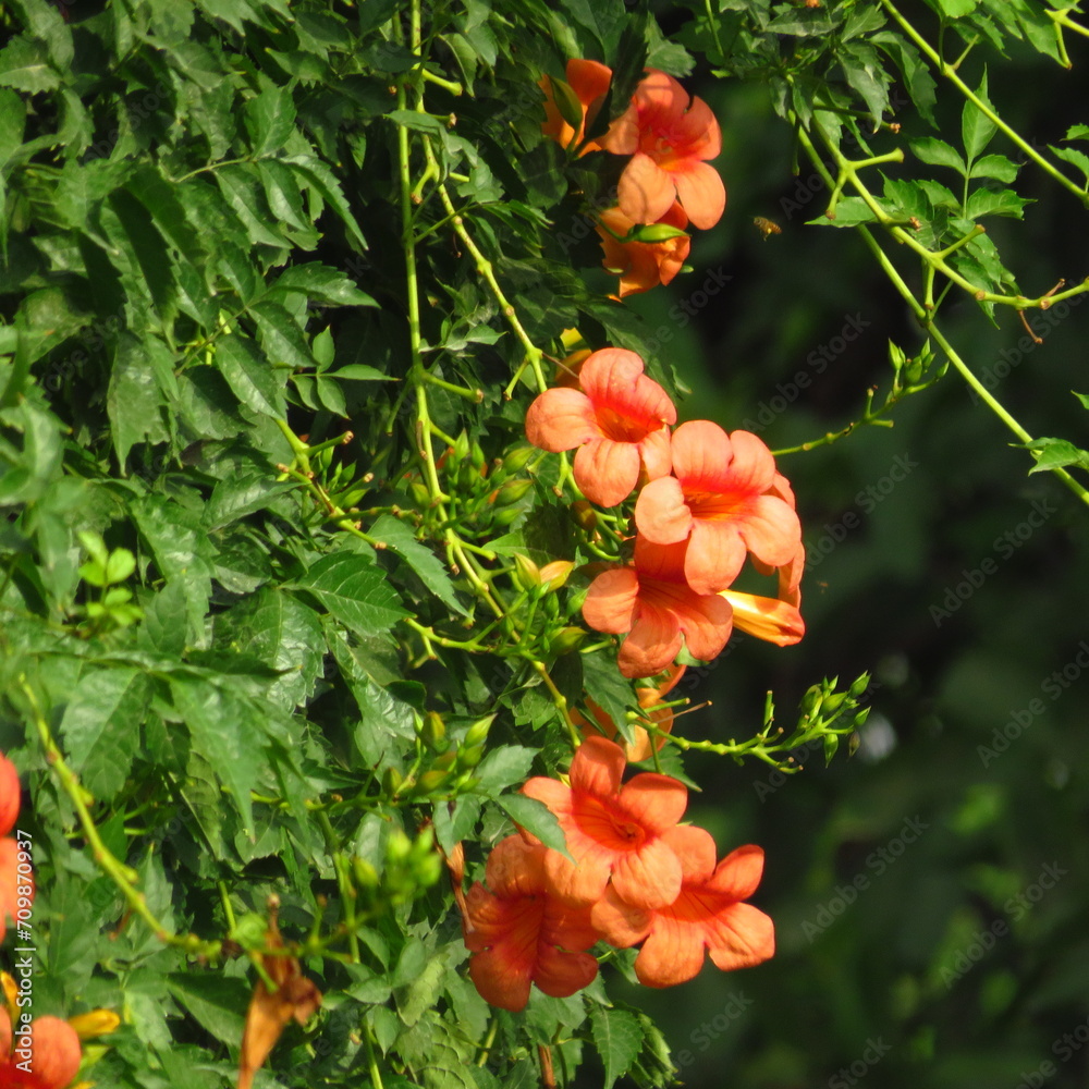 Campsis radicans, the trumpet vine, yellow trumpet vine, or trumpet ...