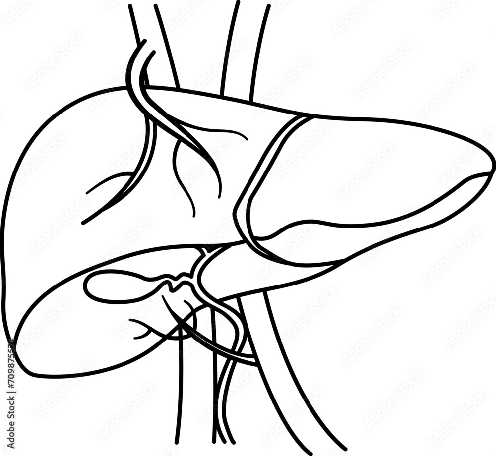 Anatomy of the Human Liver for Coloring. Organ of the Digestive ...