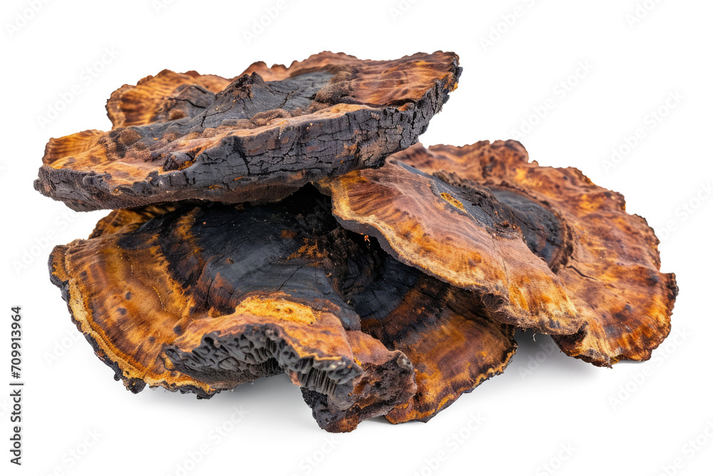 chaga healthy vitality mushroom, Inonotus obliquus, isolated on white ...