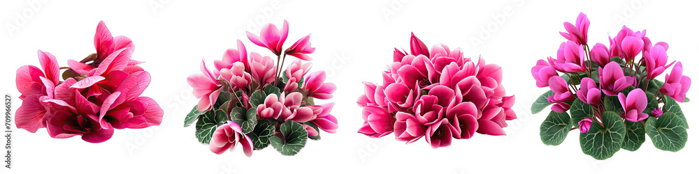 Cyclamen Flower Pile Of Heap Of Piled Up Together Hyperrealistic Highly ...