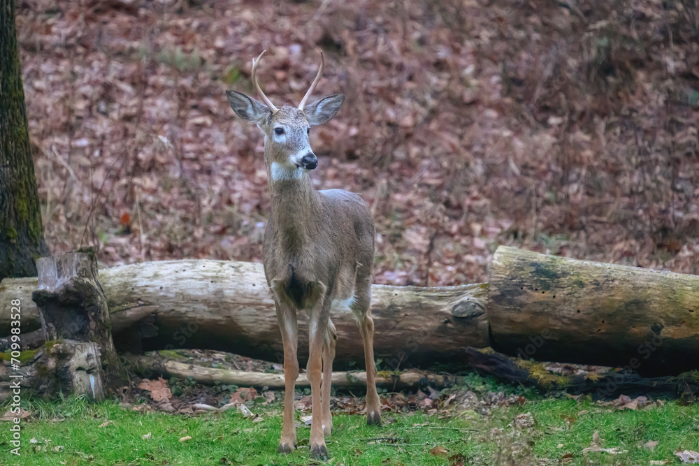 A young buck visits our yard in Windsor in Upstate NY. 4-point buck ...