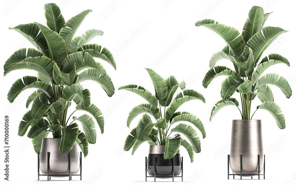 3D digital render of plant isolated on white background Strelitzia ...