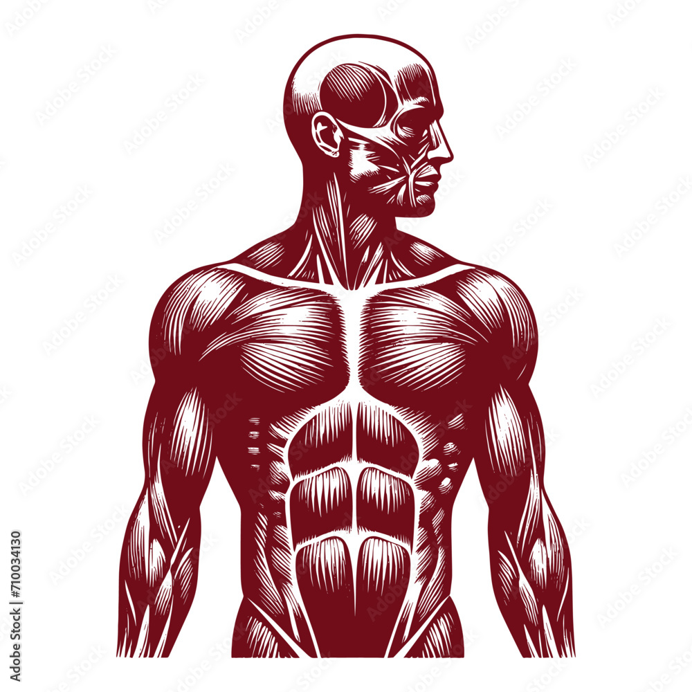 Muscular system of a man. simple engraving vector red outline ...