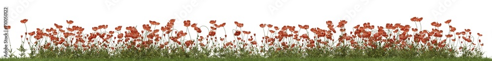 Evergreen Red poppy flower and grass field in nature, Flowres on garden ...