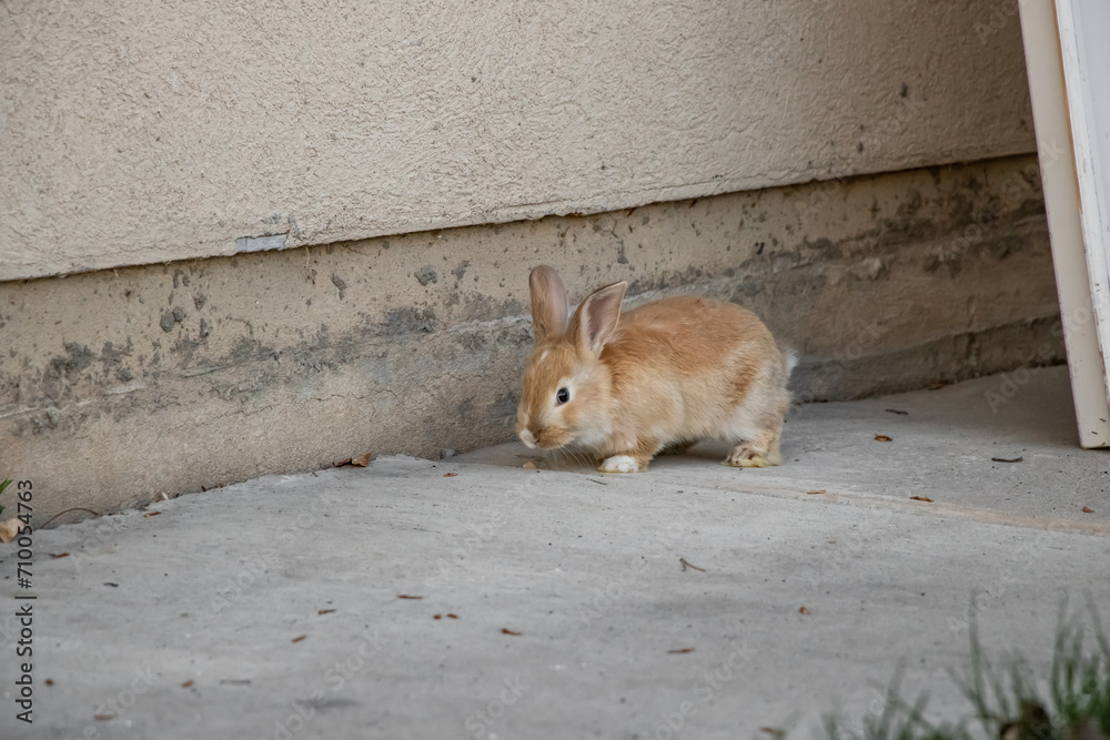 Little Baby Orange Part Flemish Giant Rabbit on Concrete Outside Pet So ...