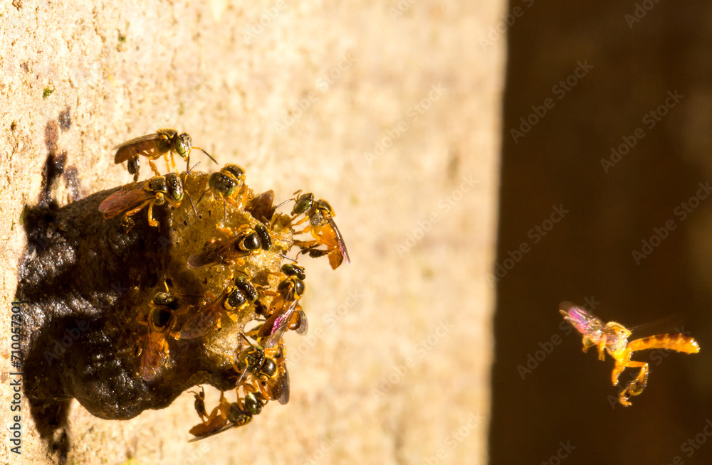 Abelha-ouro, abelha-mirim, mosquitinha-verdadeira, sete portas ...