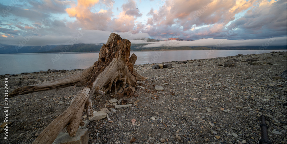 Tree Stump on a Lake Shore Stock Photo | Adobe Stock