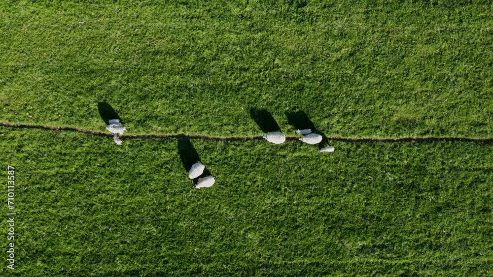 Vidéo Stock Aerial top down view of sheep herd near small path showing ...