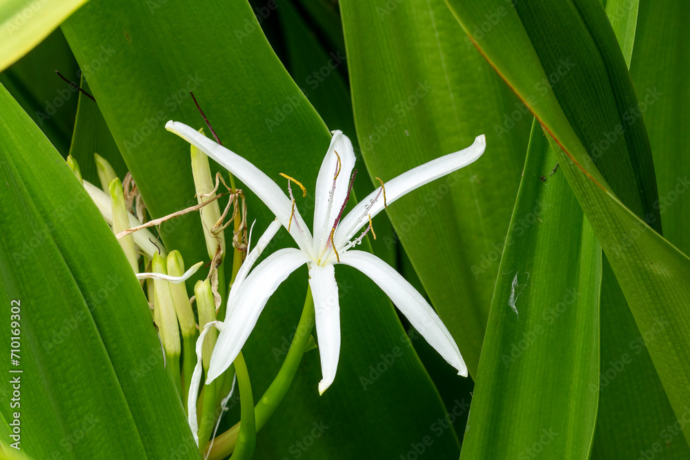 Single white swamp lily flower (crinum pedunculatum), an Australian ...