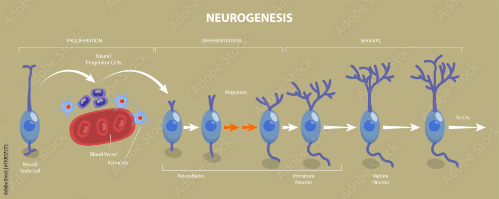 3D Isometric Flat Vector Illustration of Neurogenesis, Neuron ...