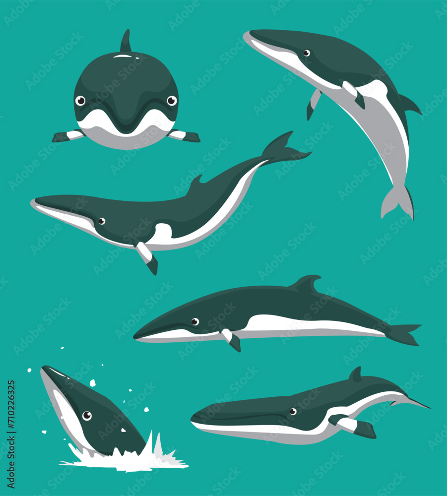 Cute Minke Whale Poses Set Cartoon Vector Stock Vector | Adobe Stock