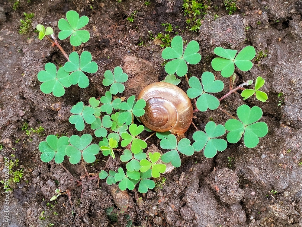 In the picture there is a weed with brown stems and green leaves with ...
