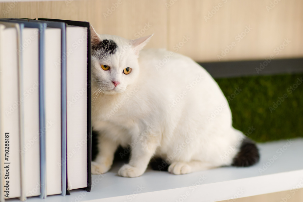 Closeup full body shot mature loafing white domestic kitten feline ...