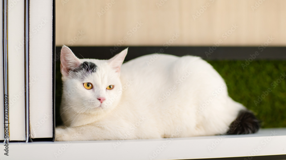 Closeup full body shot mature loafing white domestic kitten feline ...