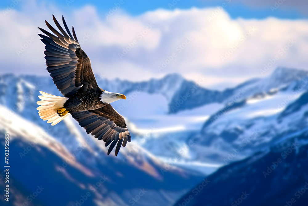 Majestätischer Adlerflug: Ein amerikanischer Adler in voller Freiheit ...