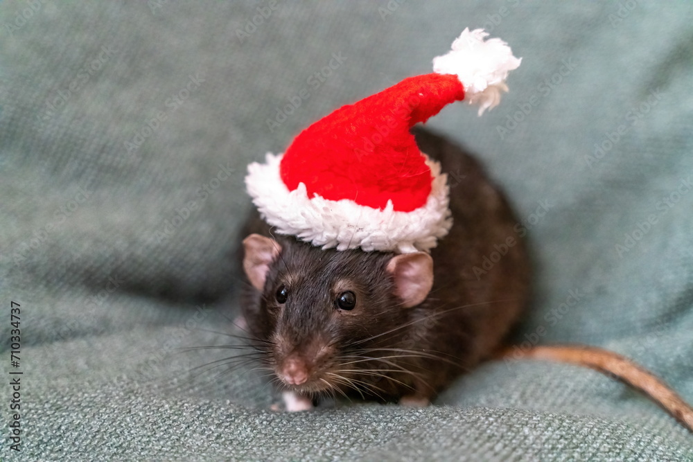 Rat Santa hat. Symbol of the Chinese New Year. Funny black rat Dumbo in ...