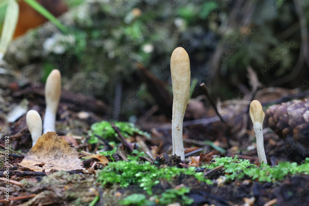 Trichoderma leucopus, also called Hypocrea leucopus, a parasitic sac ...