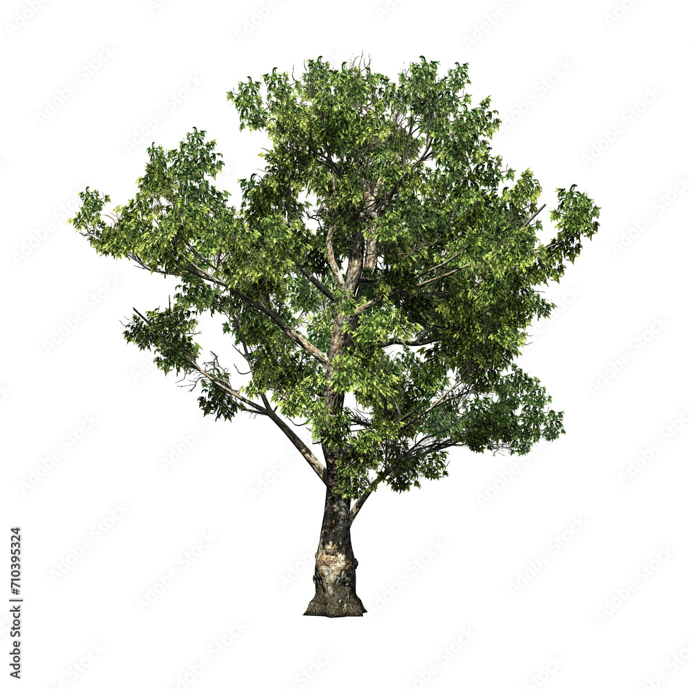 London Plane tree - Platanus on transparent background - 3D ...