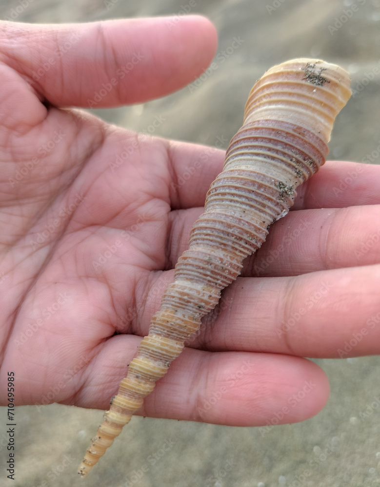 Sea shell on hand at the beach. Turritella Terebra, species of sea ...