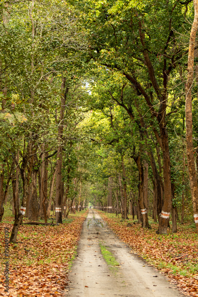 Scenic straight road in wild with canopy of tall and long sal trees or ...