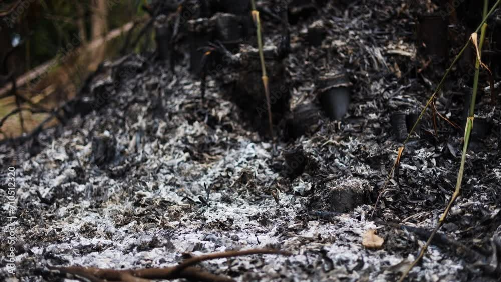 Ash from burning bamboo tree trunks and roots. Bamboo tree burns, but ...