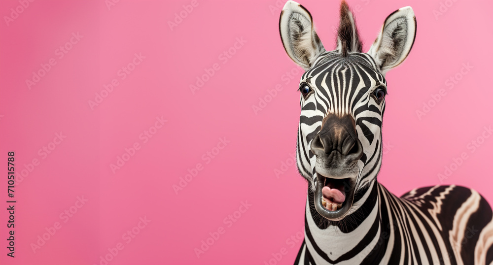Funny zebra on a pink background. The zebra has its mouth open and its ...